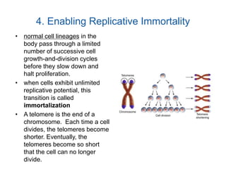 1. Hallmarks of cancer.ppt