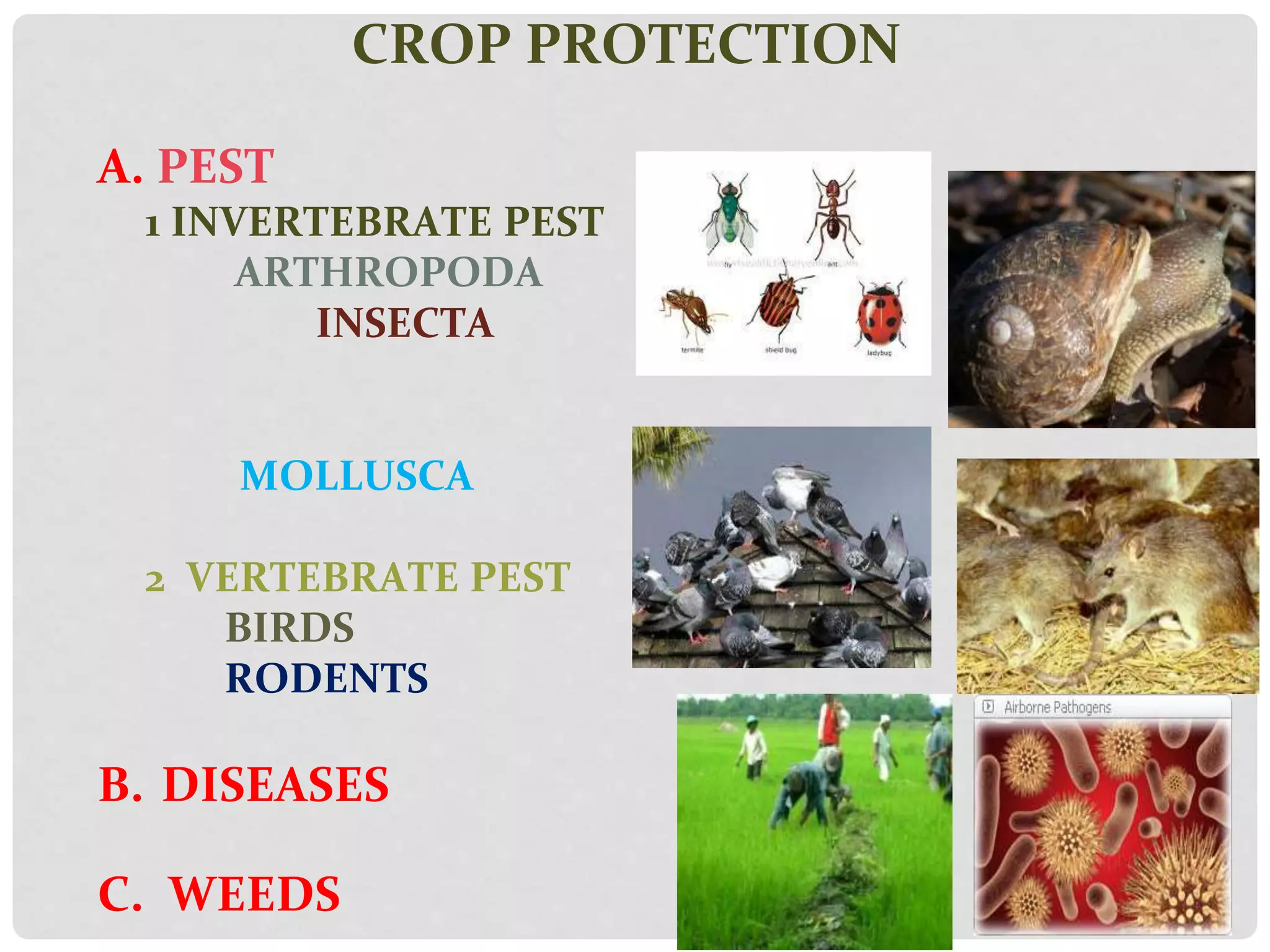 1. Crop Prot IPM And Entom.pptx