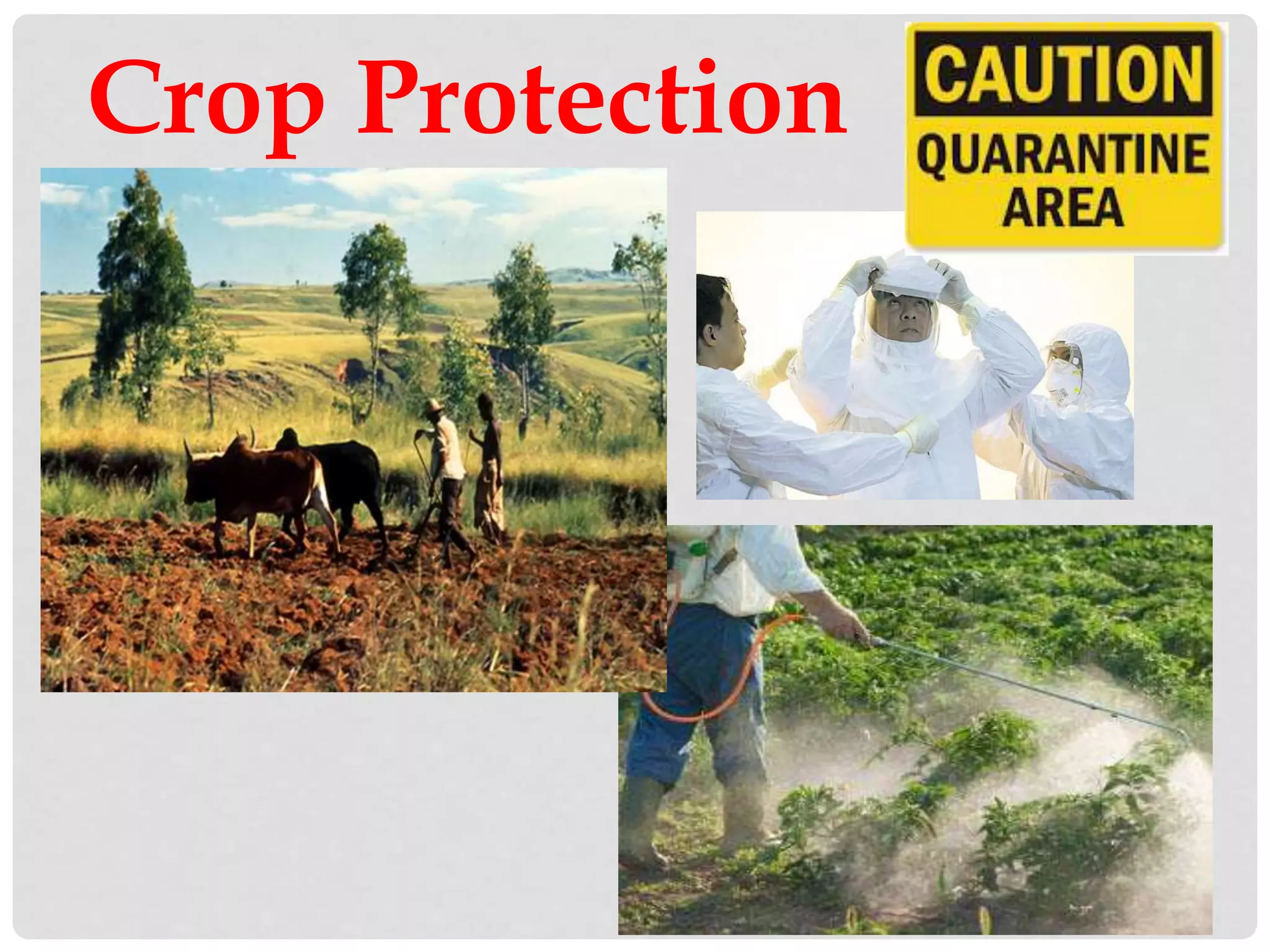 1. Crop Prot IPM And Entom.pptx