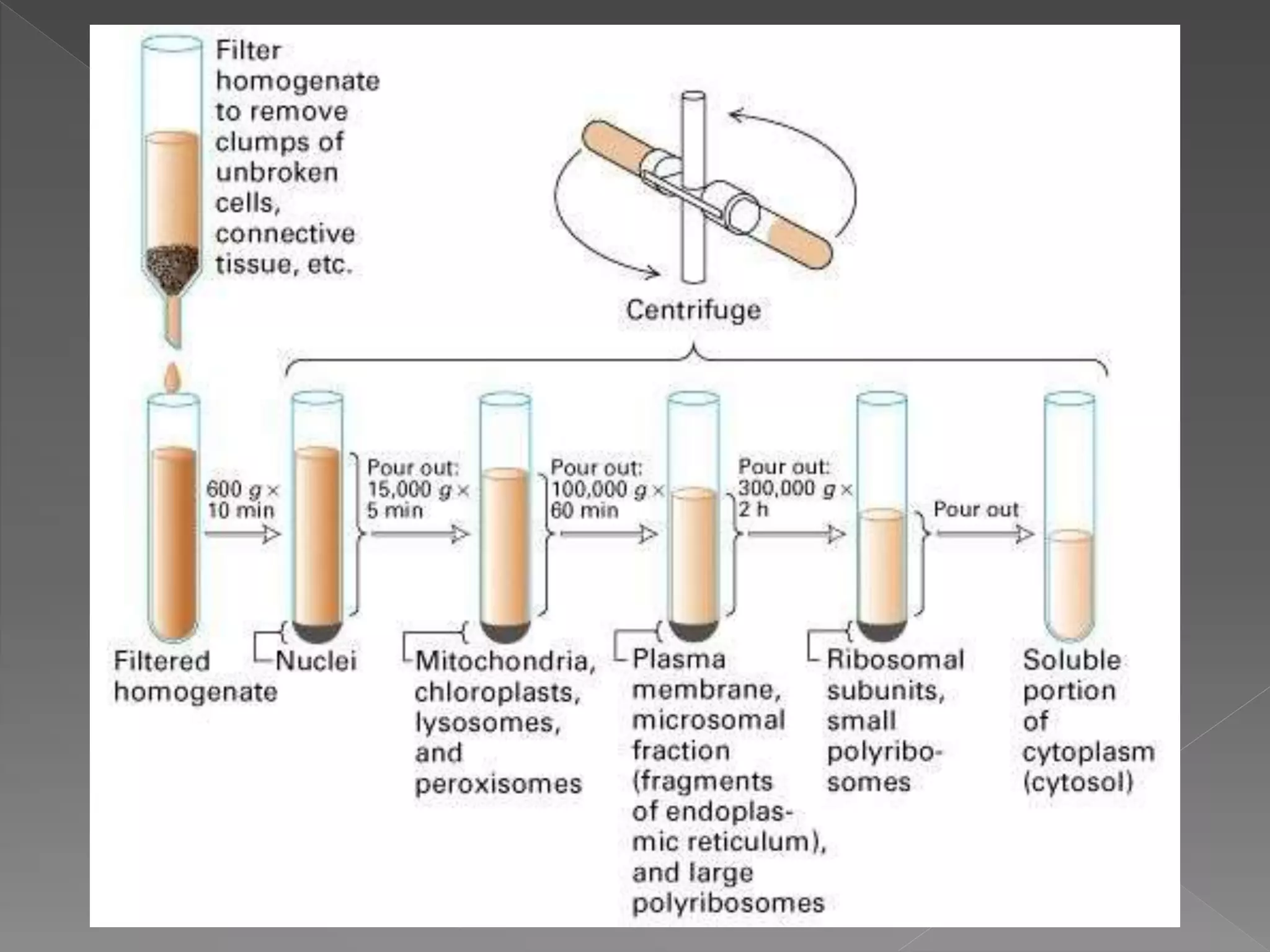 1. cell fractionation.pptx
