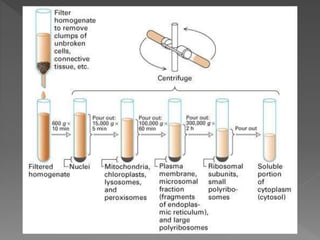 1. cell fractionation.pptx