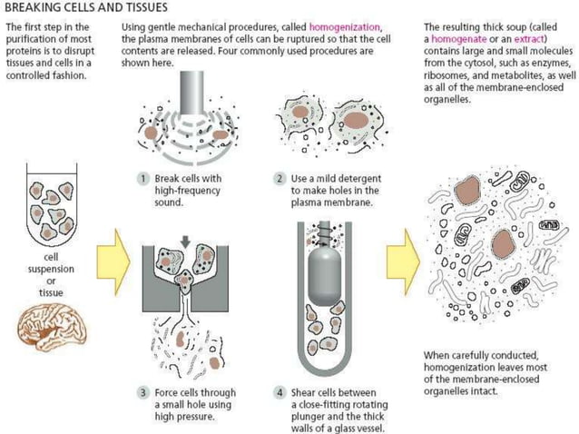 1. cell fractionation.pptx | Chemistry | Science