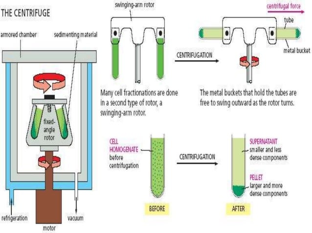 1. cell fractionation.pptx | Chemistry | Science
