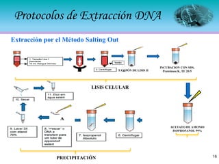 Extracción de ácidos nucleicos | PDF