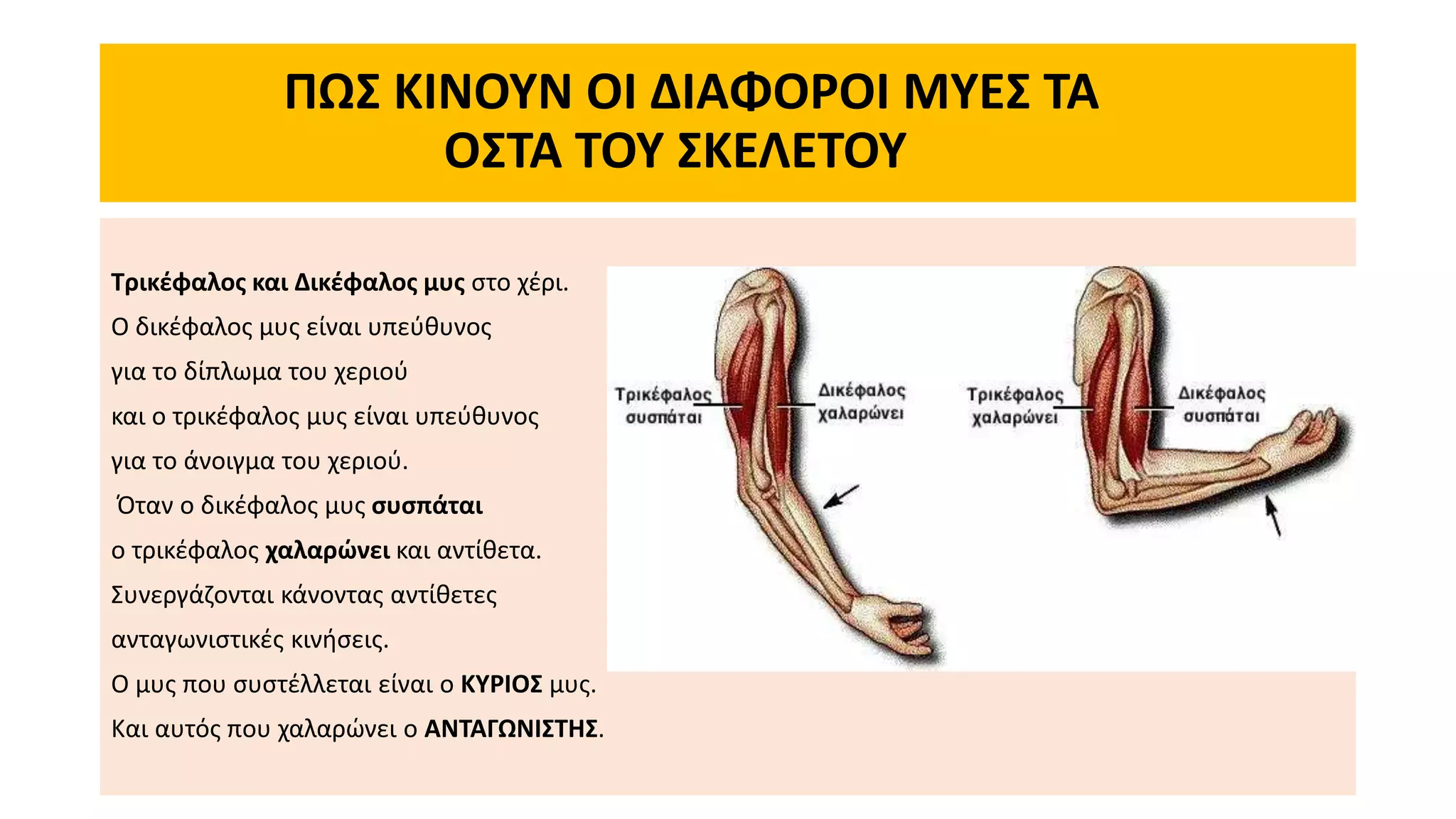 ΤΟ ΜΥΟΣΚΕΛΕΤΙΚΟ ΣΥΣΤΗΜΑ, Η ΧΡΗΣΙΜΟΤΗΤΑ ΤΗΣ ΠΡΟΘΕΡΜΑΝΣΗΣ ΓΙΑ ΔΙΑ ΒΙΟΥ ...