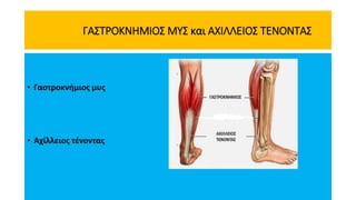 ΤΟ ΜΥΟΣΚΕΛΕΤΙΚΟ ΣΥΣΤΗΜΑ, Η ΧΡΗΣΙΜΟΤΗΤΑ ΤΗΣ ΠΡΟΘΕΡΜΑΝΣΗΣ ΓΙΑ ΔΙΑ ΒΙΟΥ ...