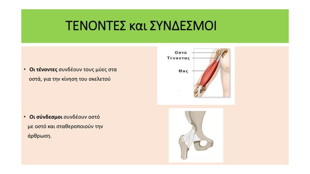 ΤΟ ΜΥΟΣΚΕΛΕΤΙΚΟ ΣΥΣΤΗΜΑ, Η ΧΡΗΣΙΜΟΤΗΤΑ ΤΗΣ ΠΡΟΘΕΡΜΑΝΣΗΣ ΓΙΑ ΔΙΑ ΒΙΟΥ ...