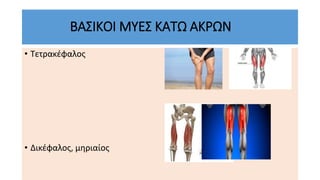 ΤΟ ΜΥΟΣΚΕΛΕΤΙΚΟ ΣΥΣΤΗΜΑ, Η ΧΡΗΣΙΜΟΤΗΤΑ ΤΗΣ ΠΡΟΘΕΡΜΑΝΣΗΣ ΓΙΑ ΔΙΑ ΒΙΟΥ ...