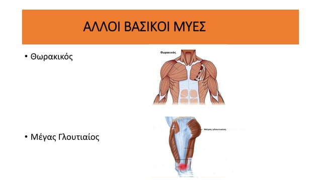 ΤΟ ΜΥΟΣΚΕΛΕΤΙΚΟ ΣΥΣΤΗΜΑ, Η ΧΡΗΣΙΜΟΤΗΤΑ ΤΗΣ ΠΡΟΘΕΡΜΑΝΣΗΣ ΓΙΑ ΔΙΑ ΒΙΟΥ ...