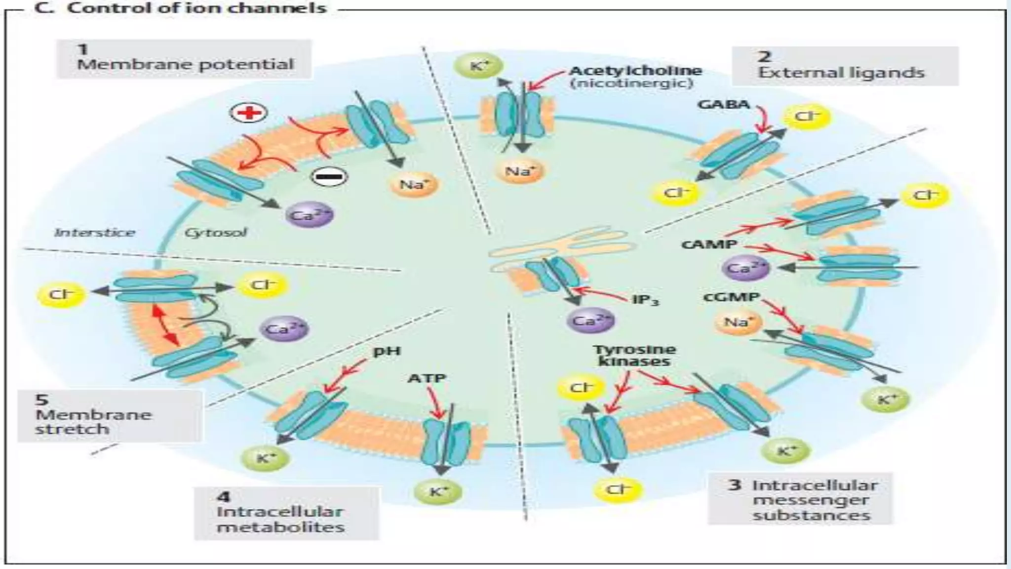 1. Resting Membrane Potential.pptx | Chemistry | Science