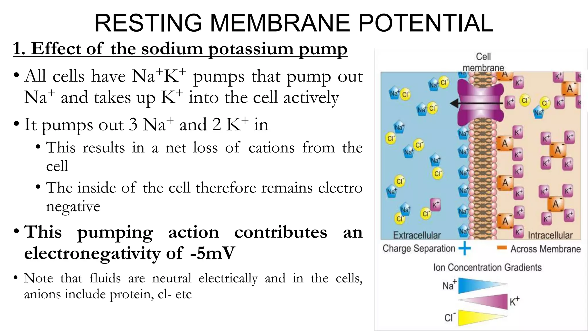 1. Resting Membrane Potential.pptx