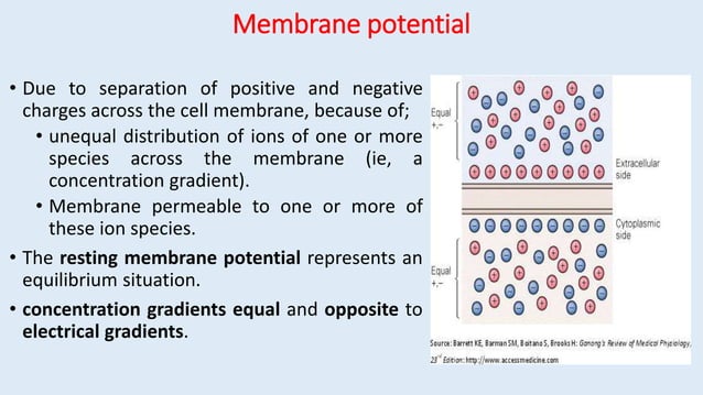 1. Resting Membrane Potential.pptx | Chemistry | Science