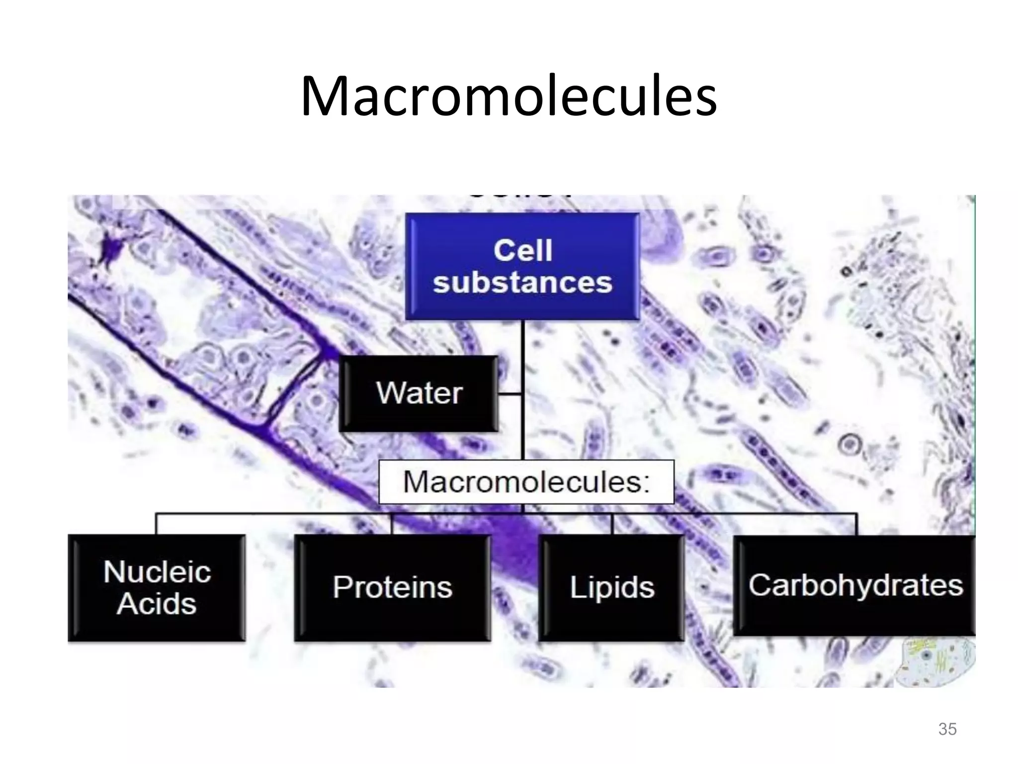 1. Cell and macromolecules 2.pdf