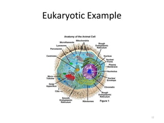 1. Cell and macromolecules 2.pdf