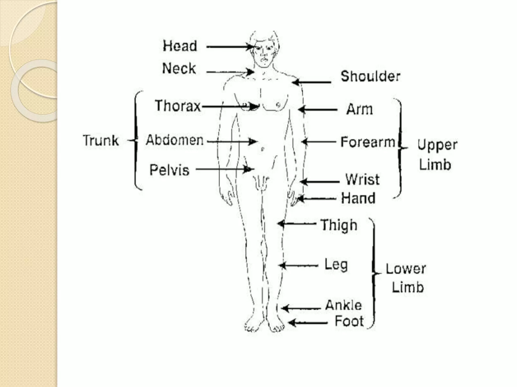 1. ANATOMICAL TERMINALOGY.pptx