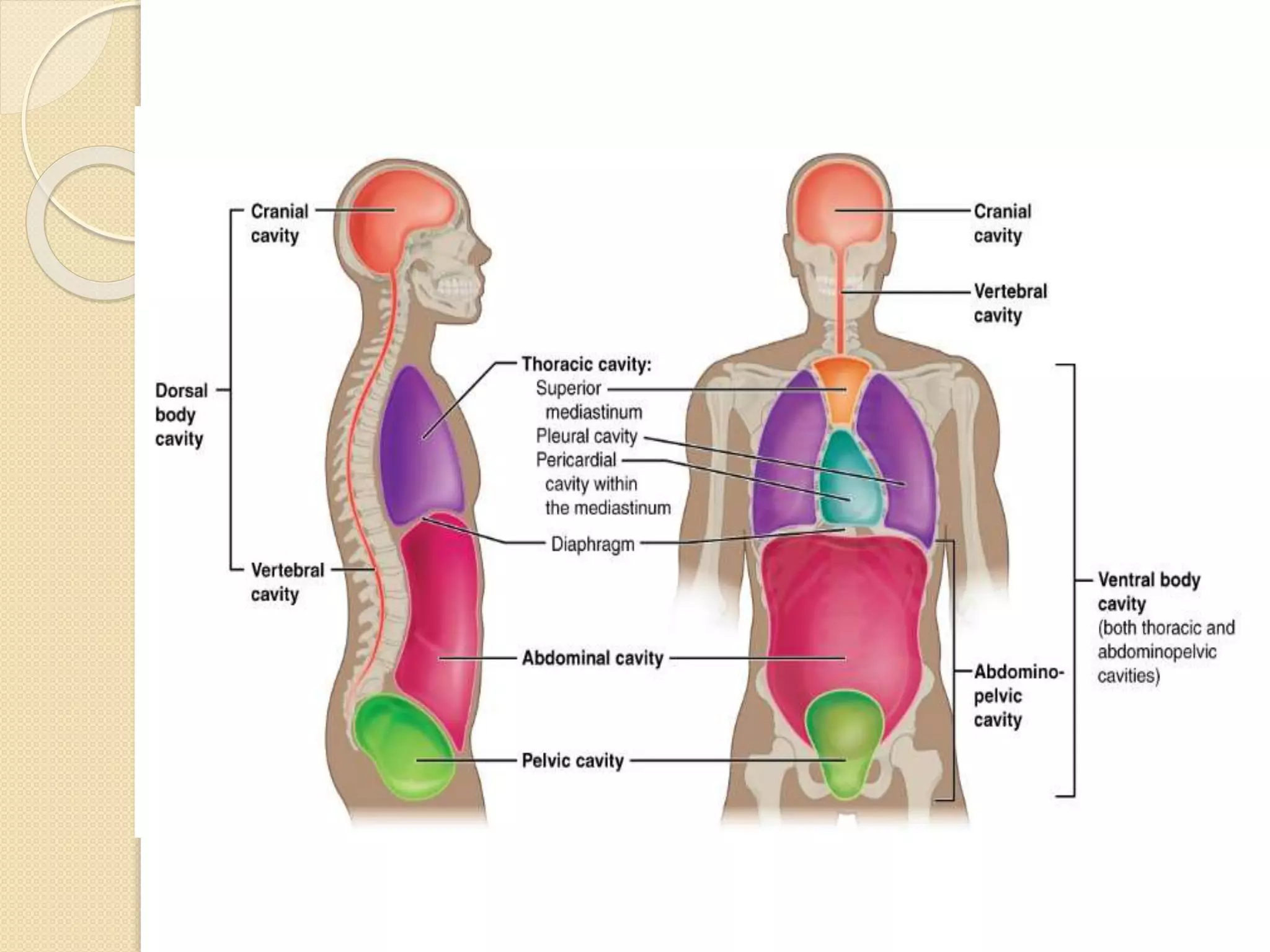 1. ANATOMICAL TERMINALOGY.pptx