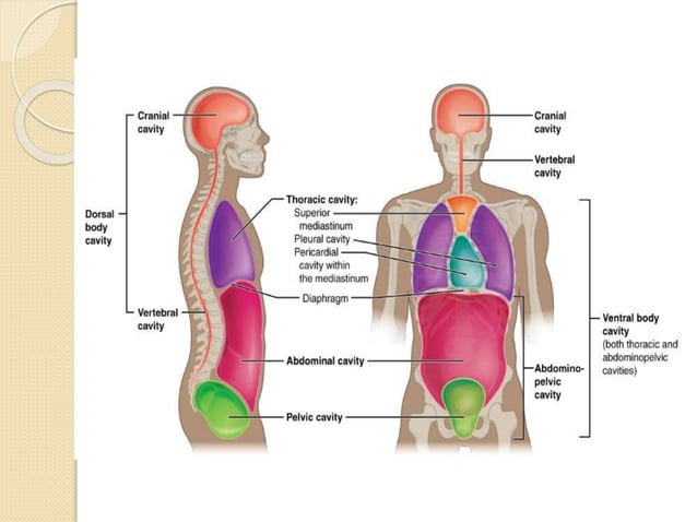 1. ANATOMICAL TERMINALOGY.pptx