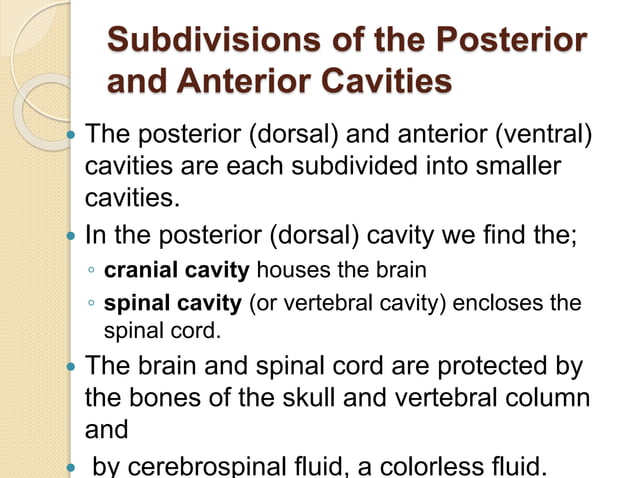 1. ANATOMICAL TERMINALOGY.pptx