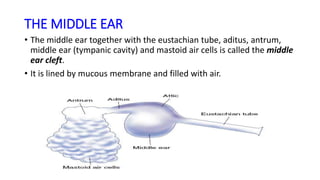 ANATOMY OF EAR.pptx