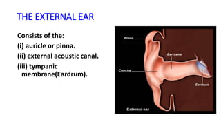 ANATOMY OF EAR.pptx