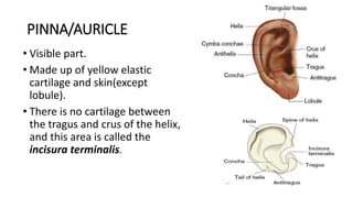 ANATOMY OF EAR.pptx
