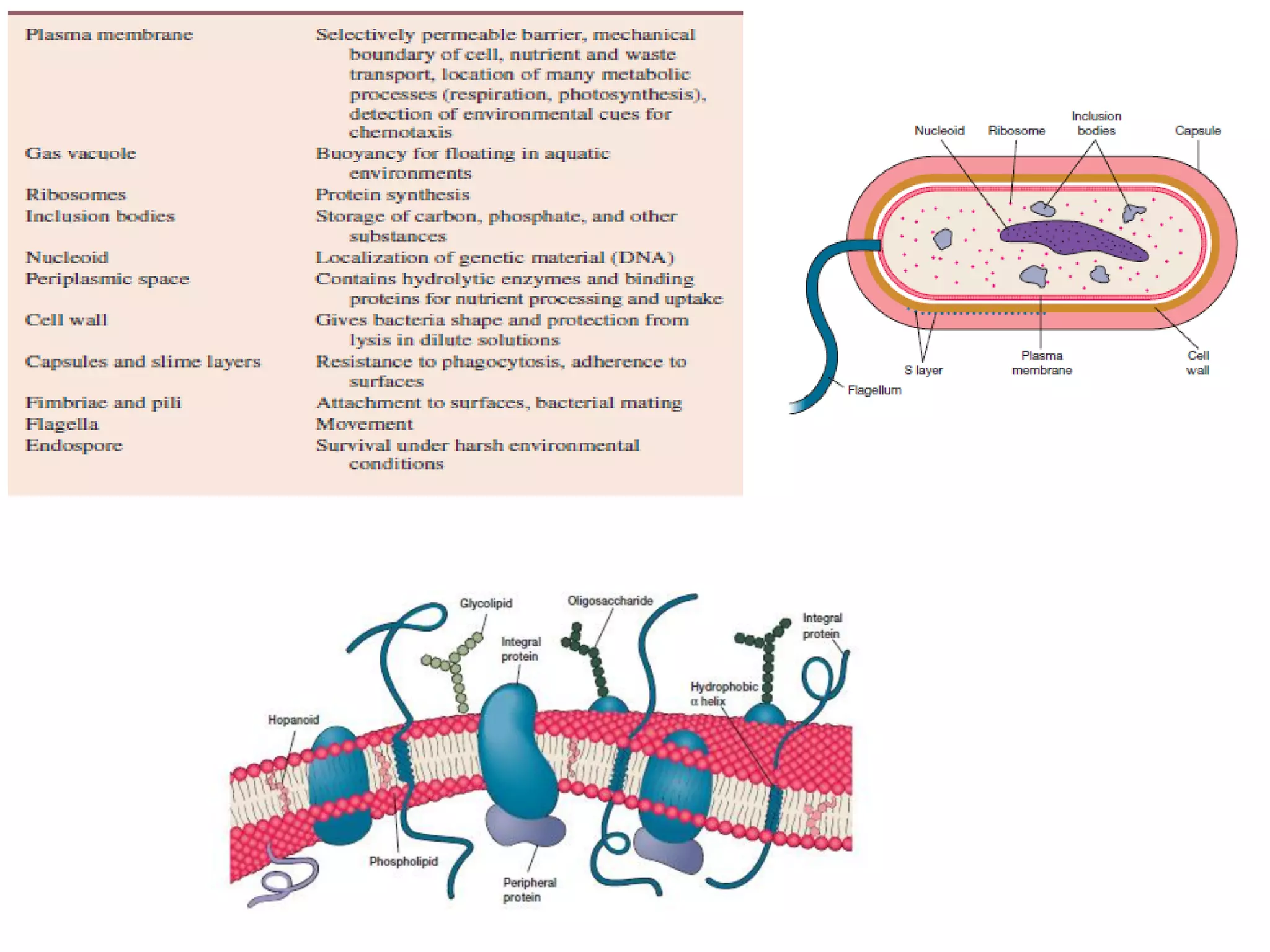 1.-Microbiology-subject-objects-history-methods.pdf | Biological ...