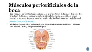 1.2 Macizo facial y músculos de las expresiones faciales..pptx