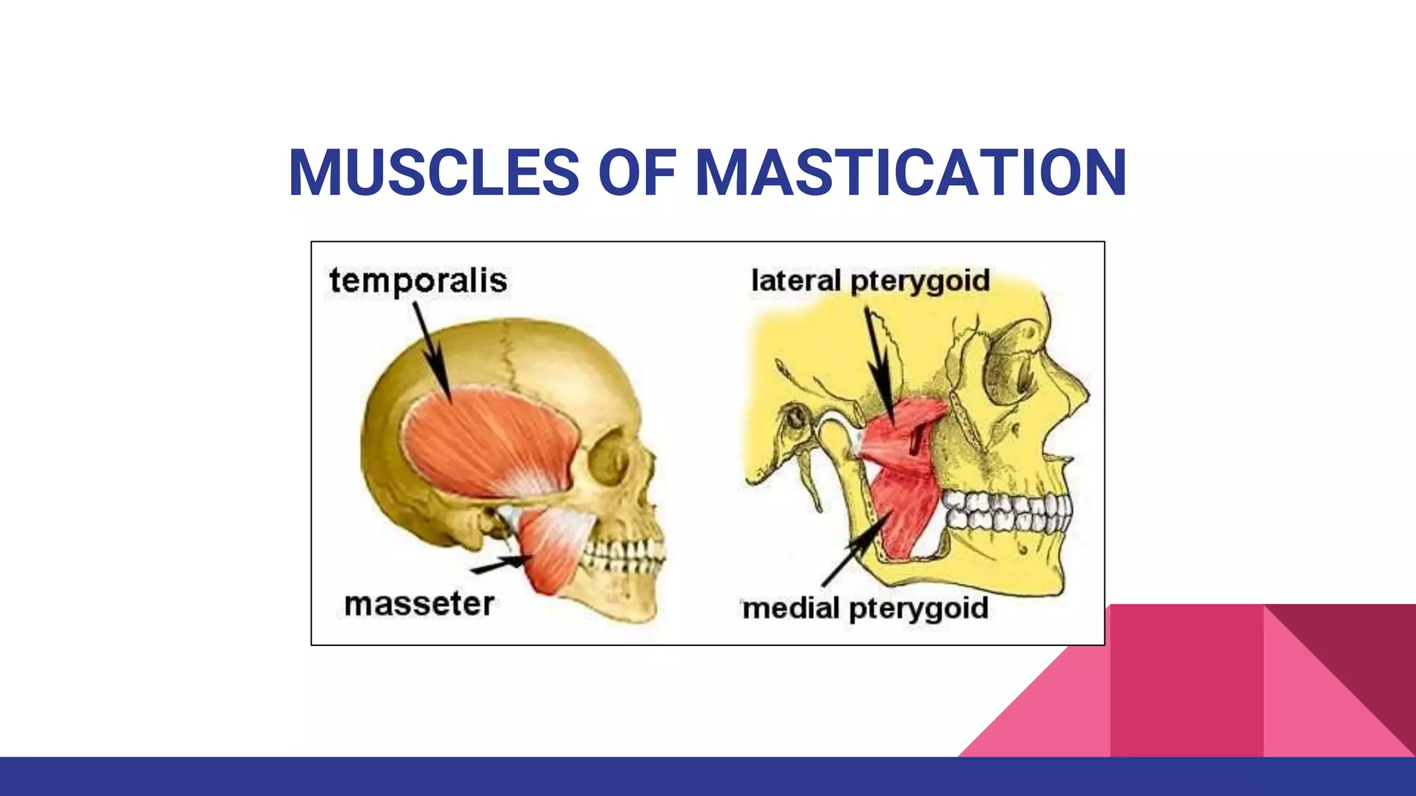 1. Mastication and Deglutition.pptx