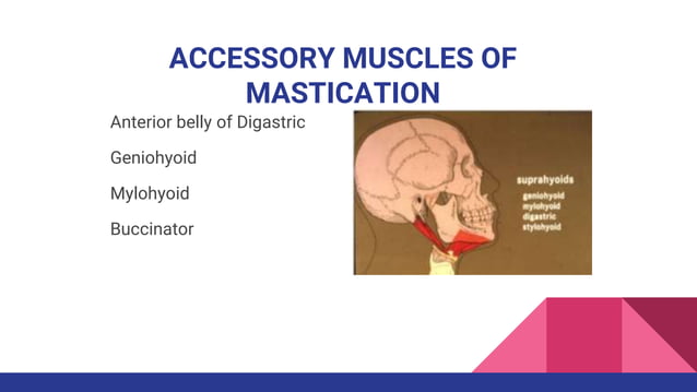 1. Mastication and Deglutition.pptx | Dental Health | Diseases and ...