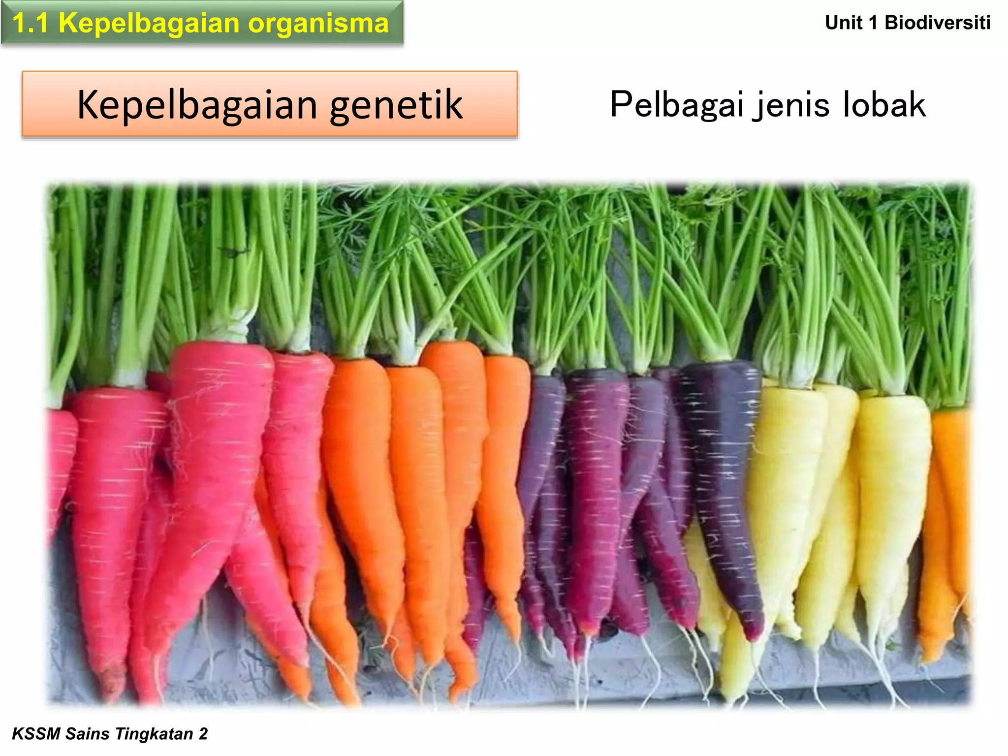 1.1Kepelbagaian organisma.pptx