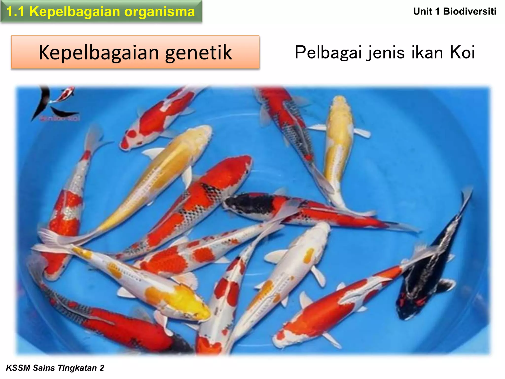 1.1Kepelbagaian organisma.pptx