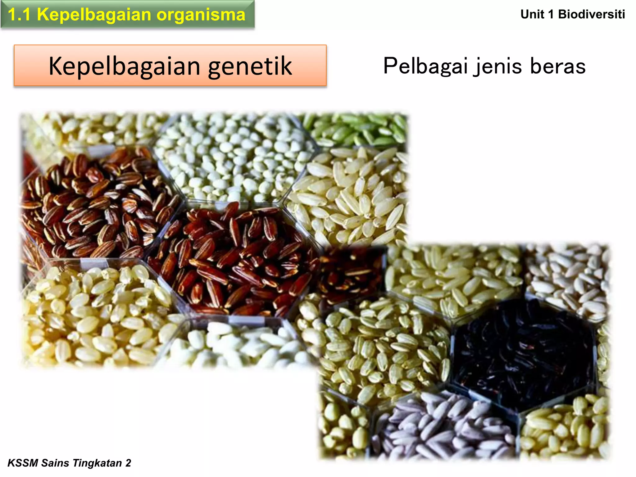 1.1Kepelbagaian organisma.pptx