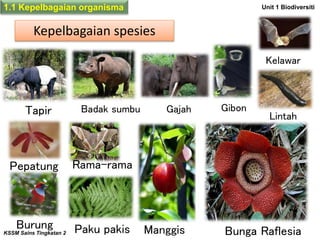 1.1Kepelbagaian organisma.pptx