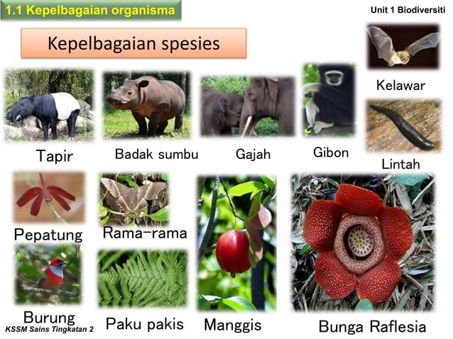 1.1Kepelbagaian organisma.pptx