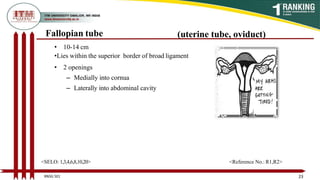 1.Uterus and Fallopian Tube.pptx