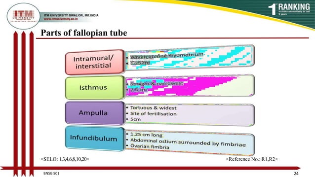 1.Uterus and Fallopian Tube.pptx