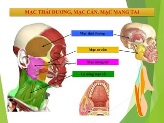 1. Cơ đầu mặt cổ.pptx 1605.pdf