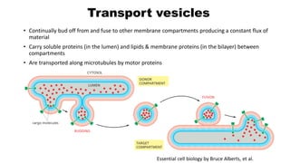 1.Intracellular Transport.pdf