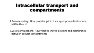 1.Intracellular Transport.pdf