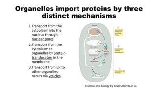 1.Intracellular Transport.pdf
