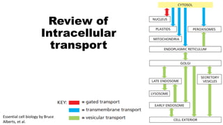 1.Intracellular Transport.pdf