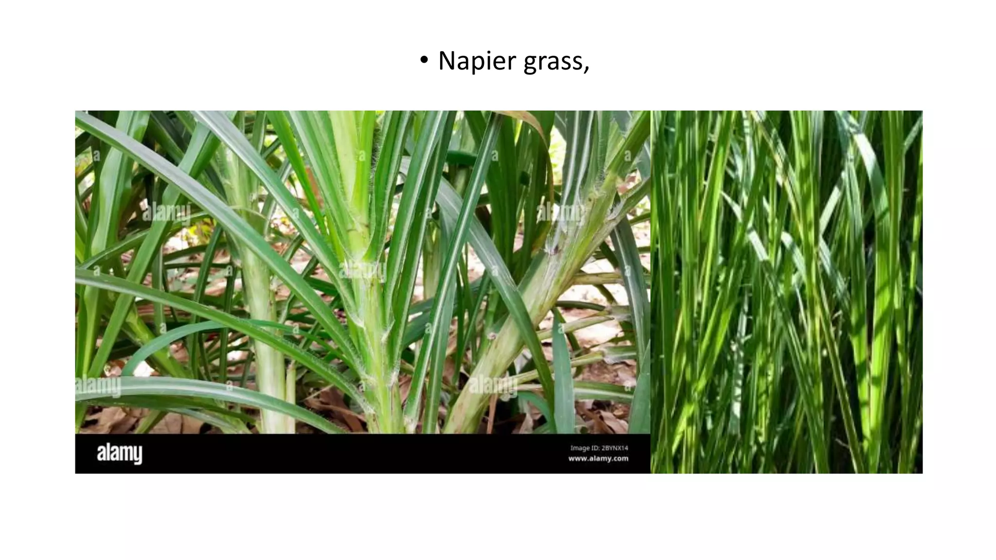1.FORAGE AND PASTURE.pptx