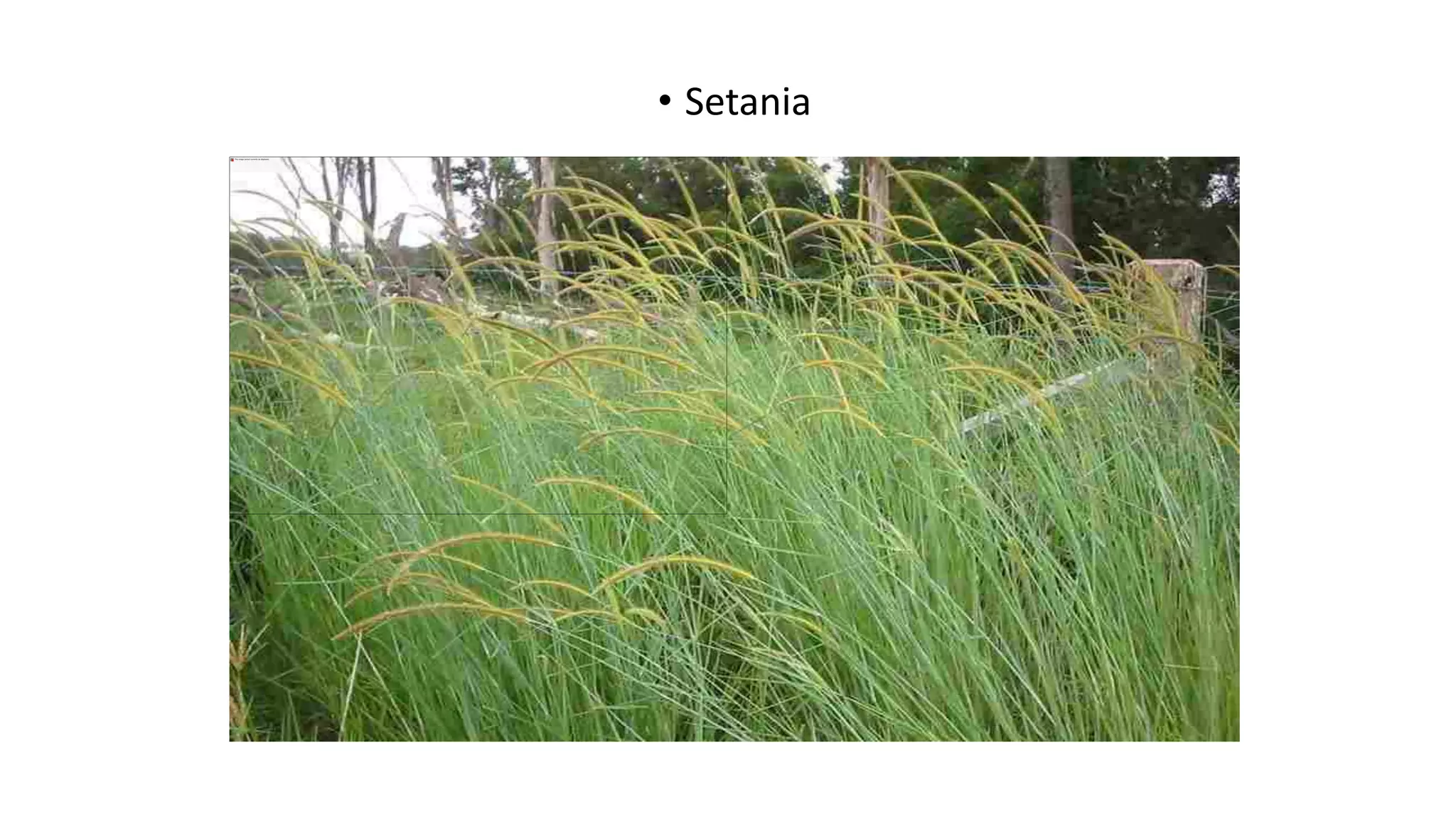 1.FORAGE AND PASTURE.pptx