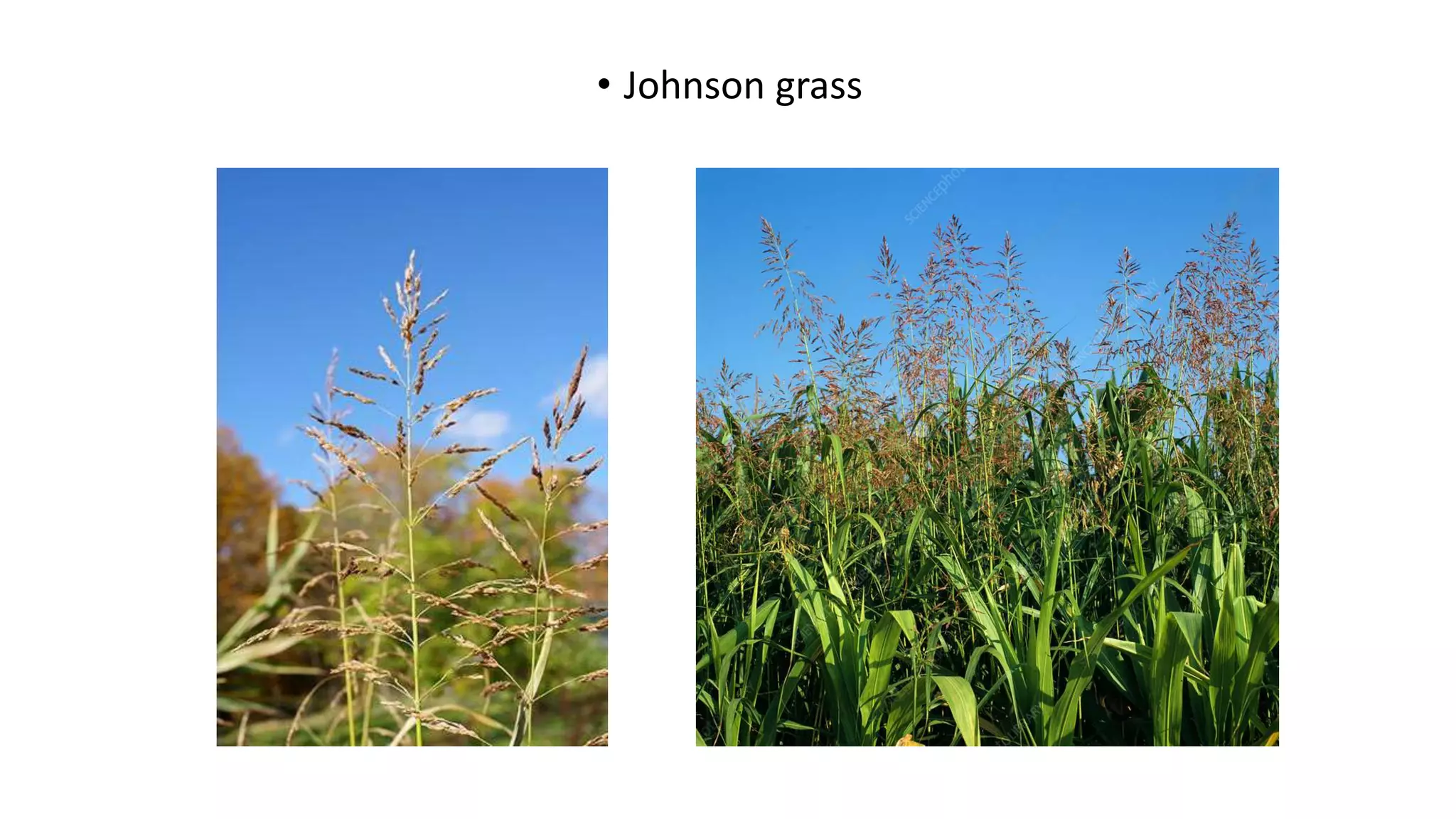 1.FORAGE AND PASTURE.pptx