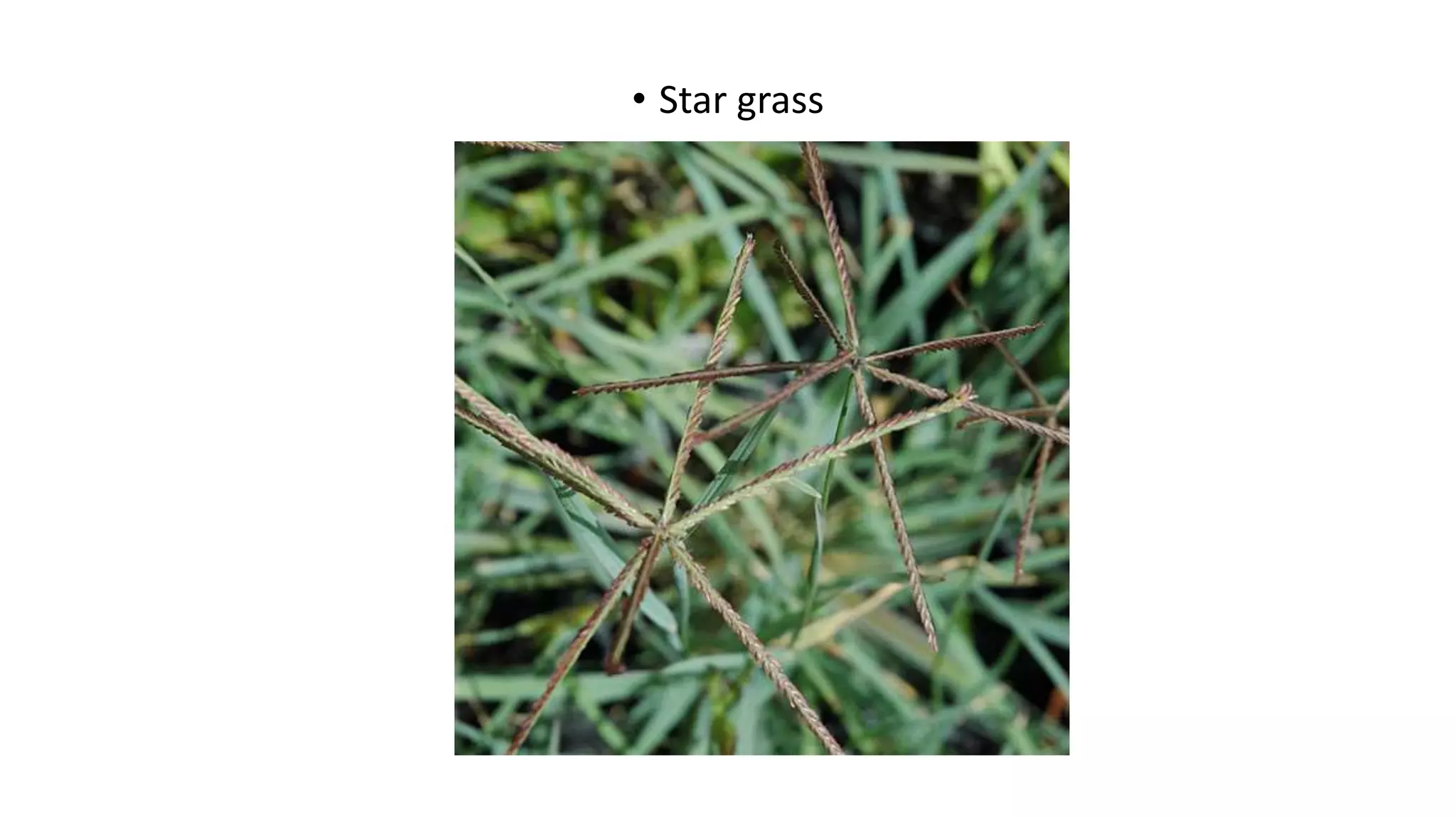 1.FORAGE AND PASTURE.pptx