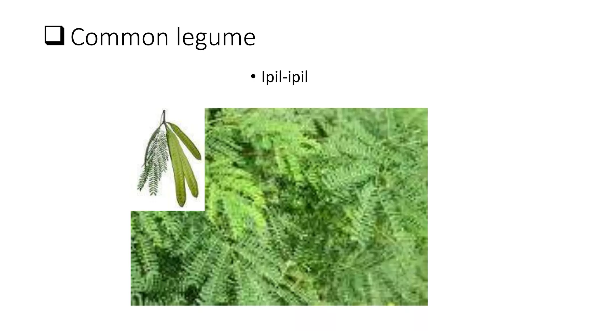 1.FORAGE AND PASTURE.pptx