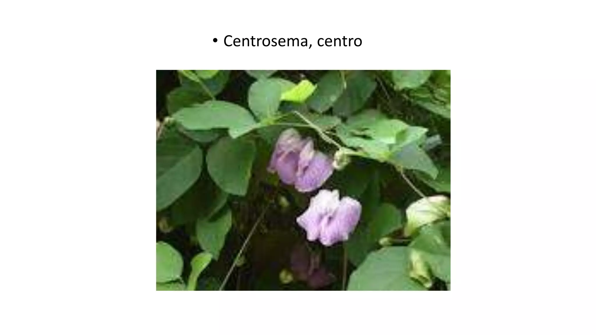 1.FORAGE AND PASTURE.pptx