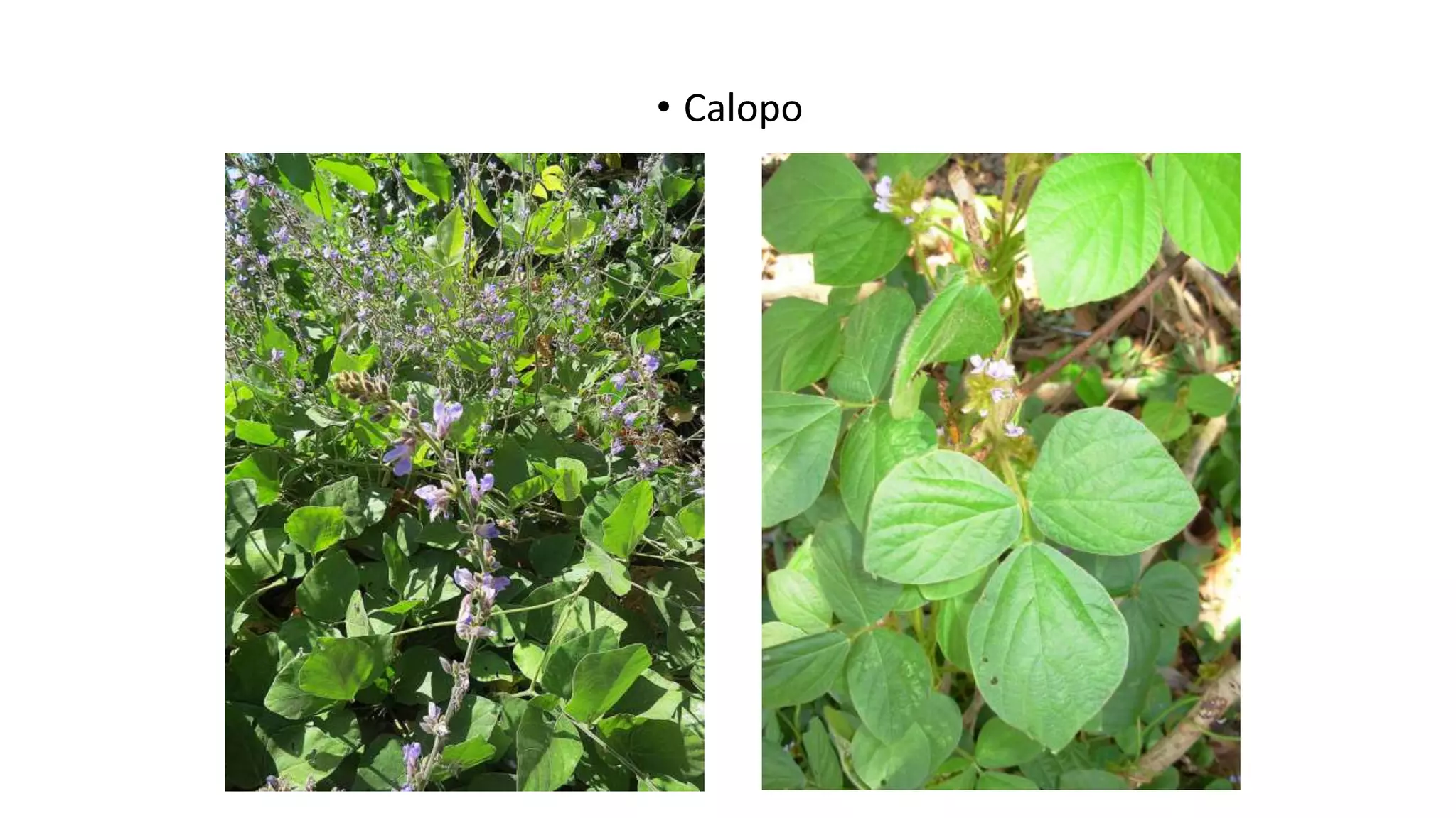 1.FORAGE AND PASTURE.pptx