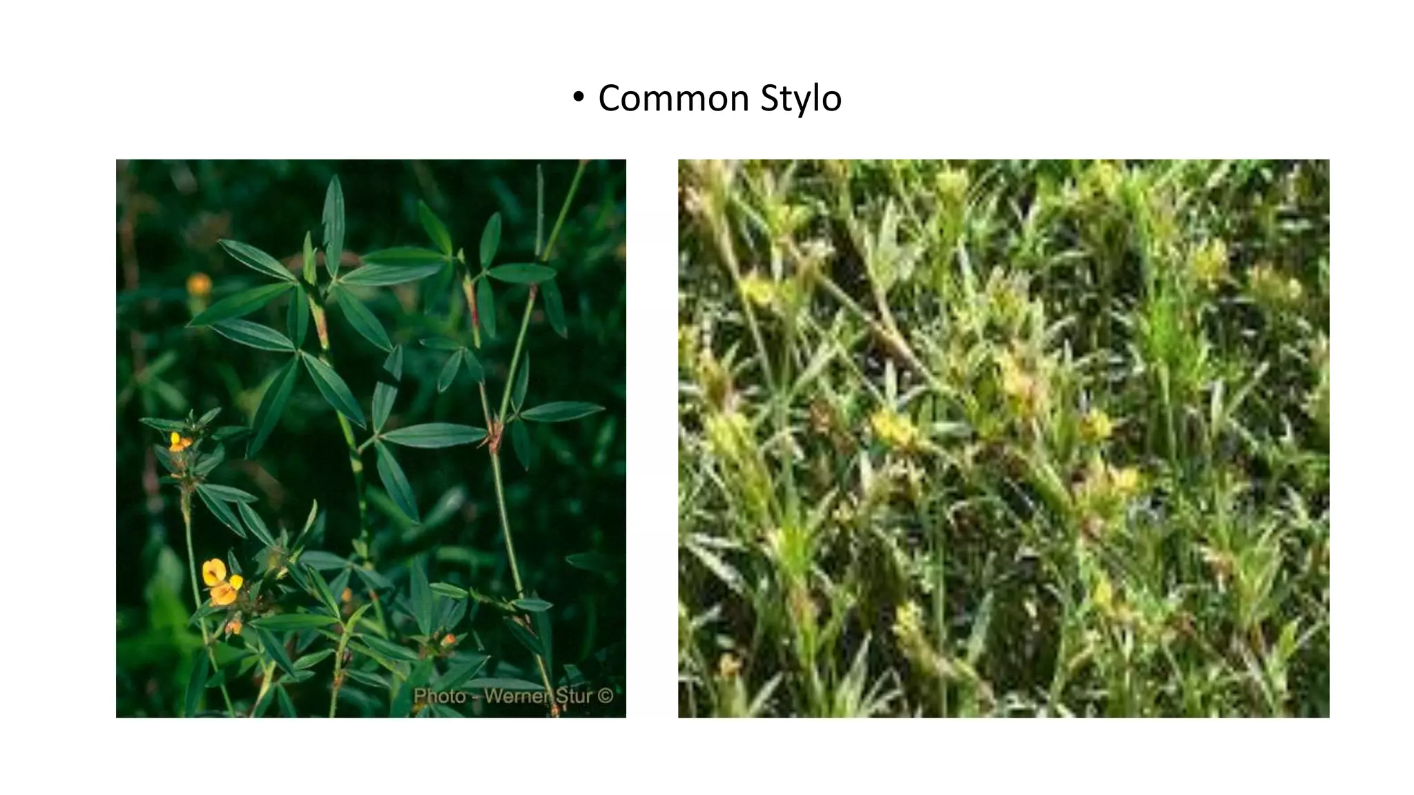 1.FORAGE AND PASTURE.pptx