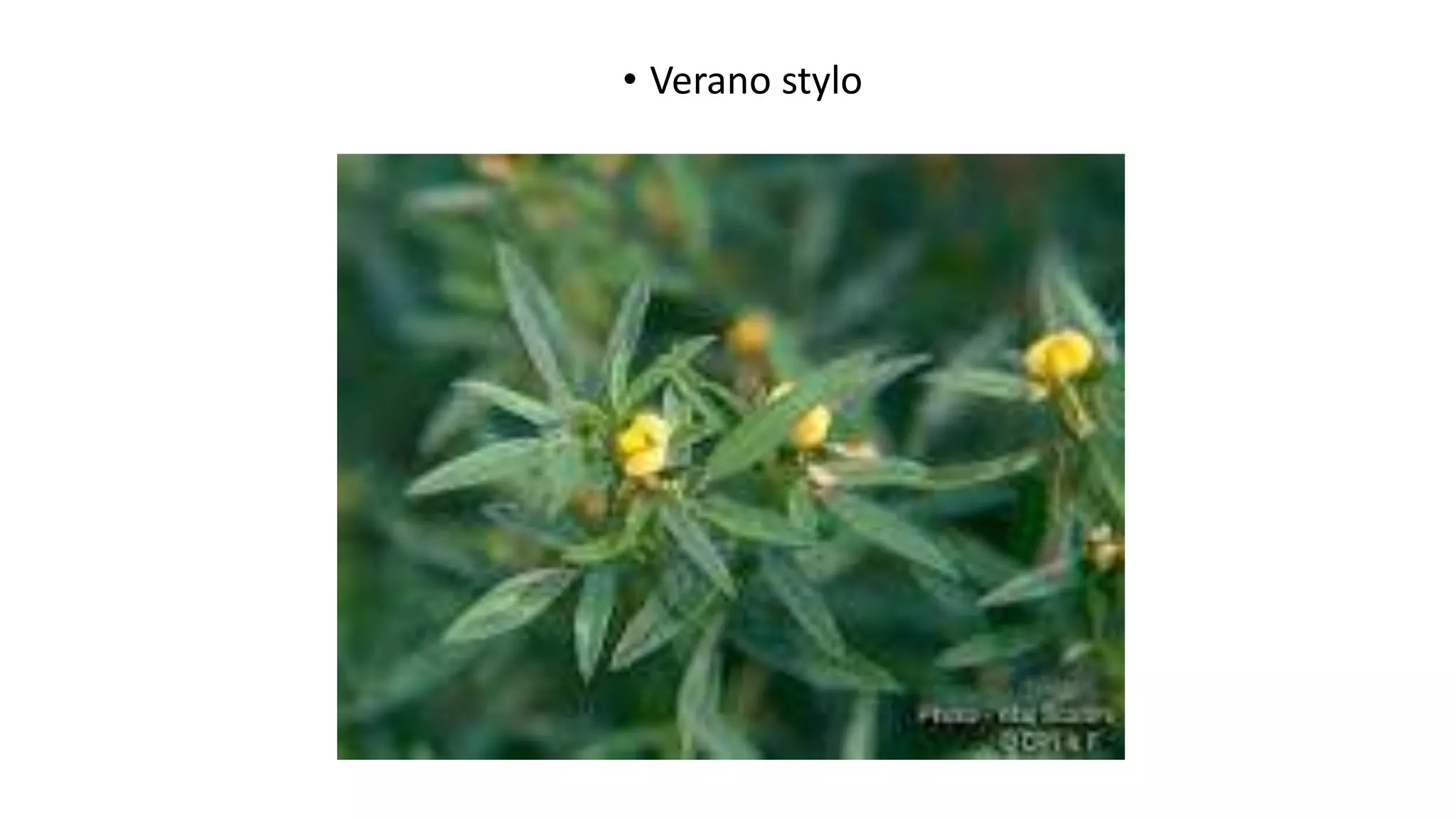 1.FORAGE AND PASTURE.pptx